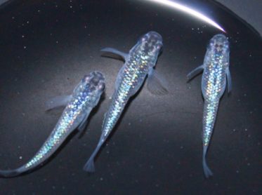 メダカの癒しとは・リラックスの理由と水槽レイアウトやおすすめ品種｜東京アクアガーデン