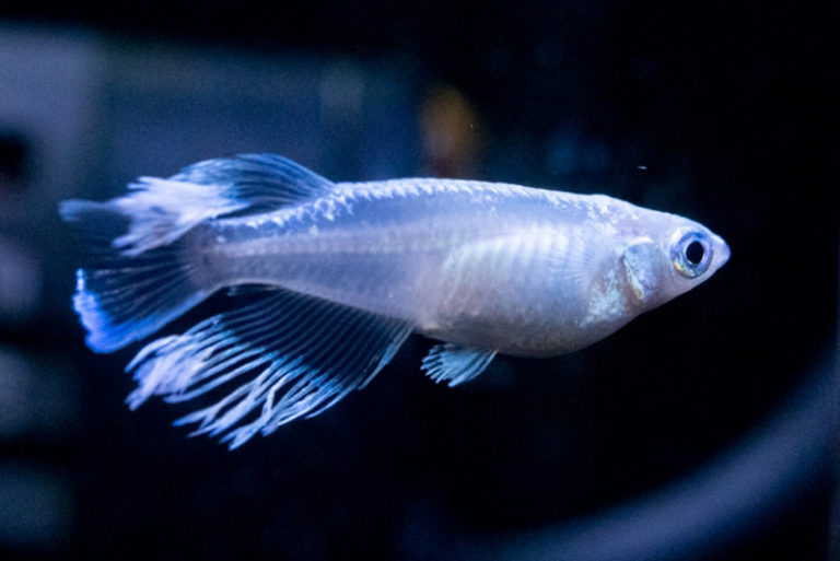 メダカのつくりとは！体型やヒレ、鱗、歯などや群泳する理由など解説｜東京アクアガーデン